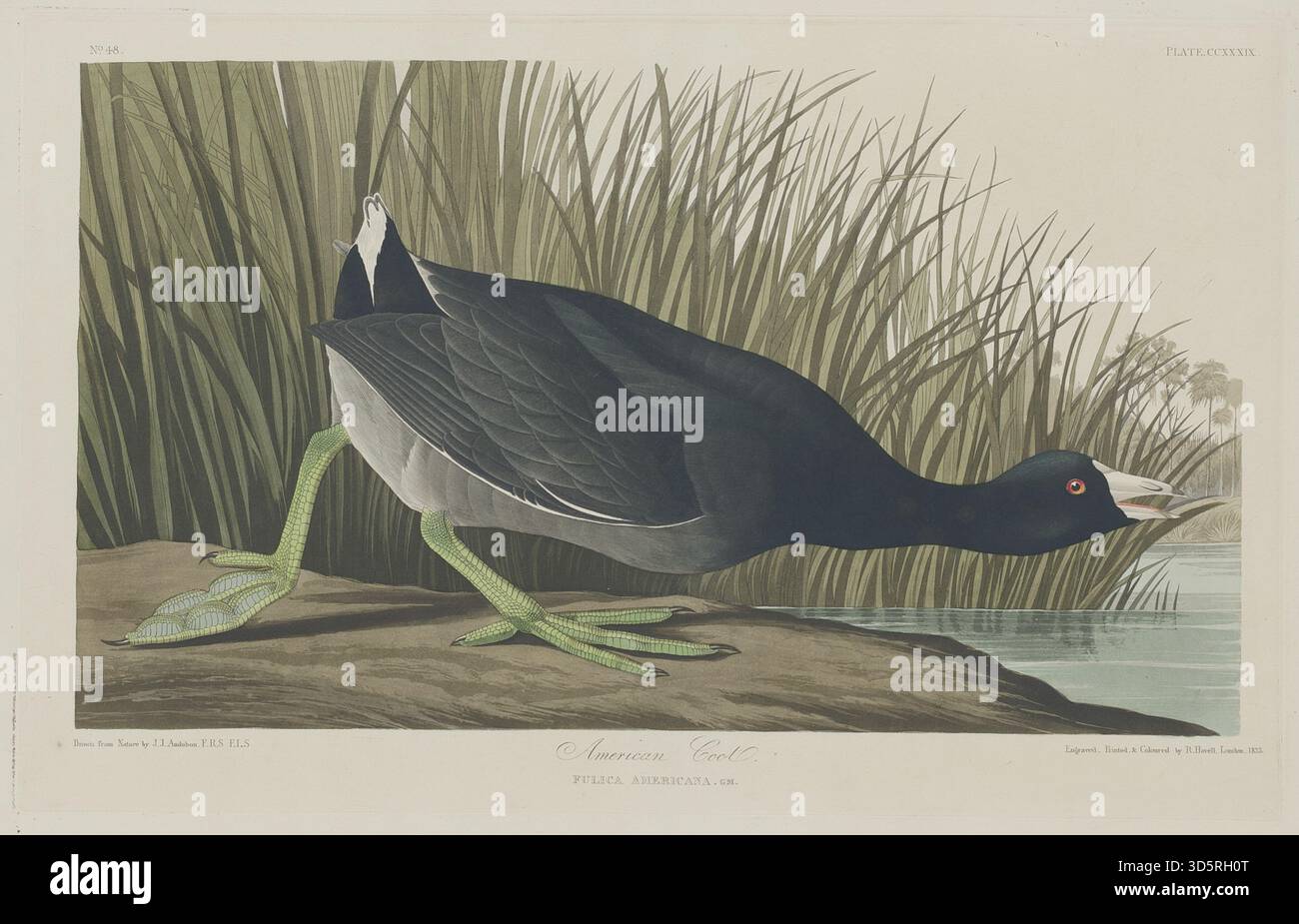 This engraving depicts an American Coot in water, highlighting its ...