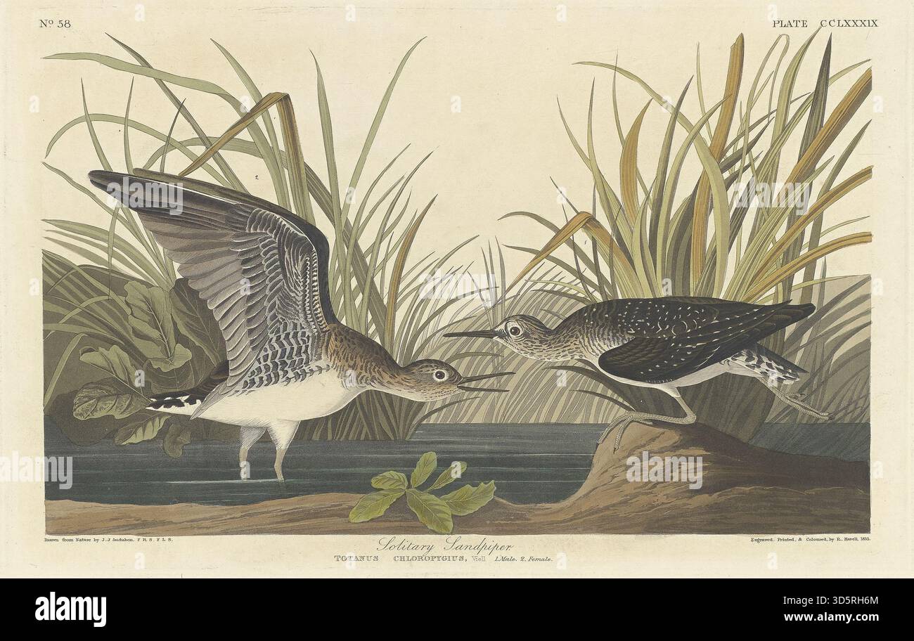 A 1836 illustration by Robert Havell after John James Audubon depicting ...