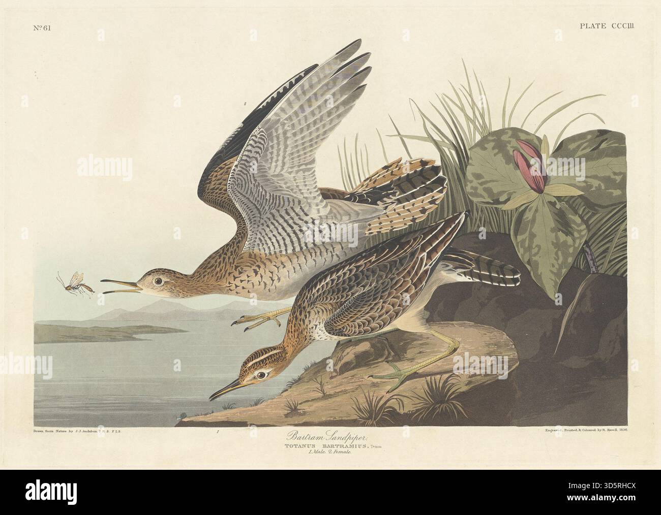 A 1836 illustration by Robert Havell after John James Audubon depicting ...