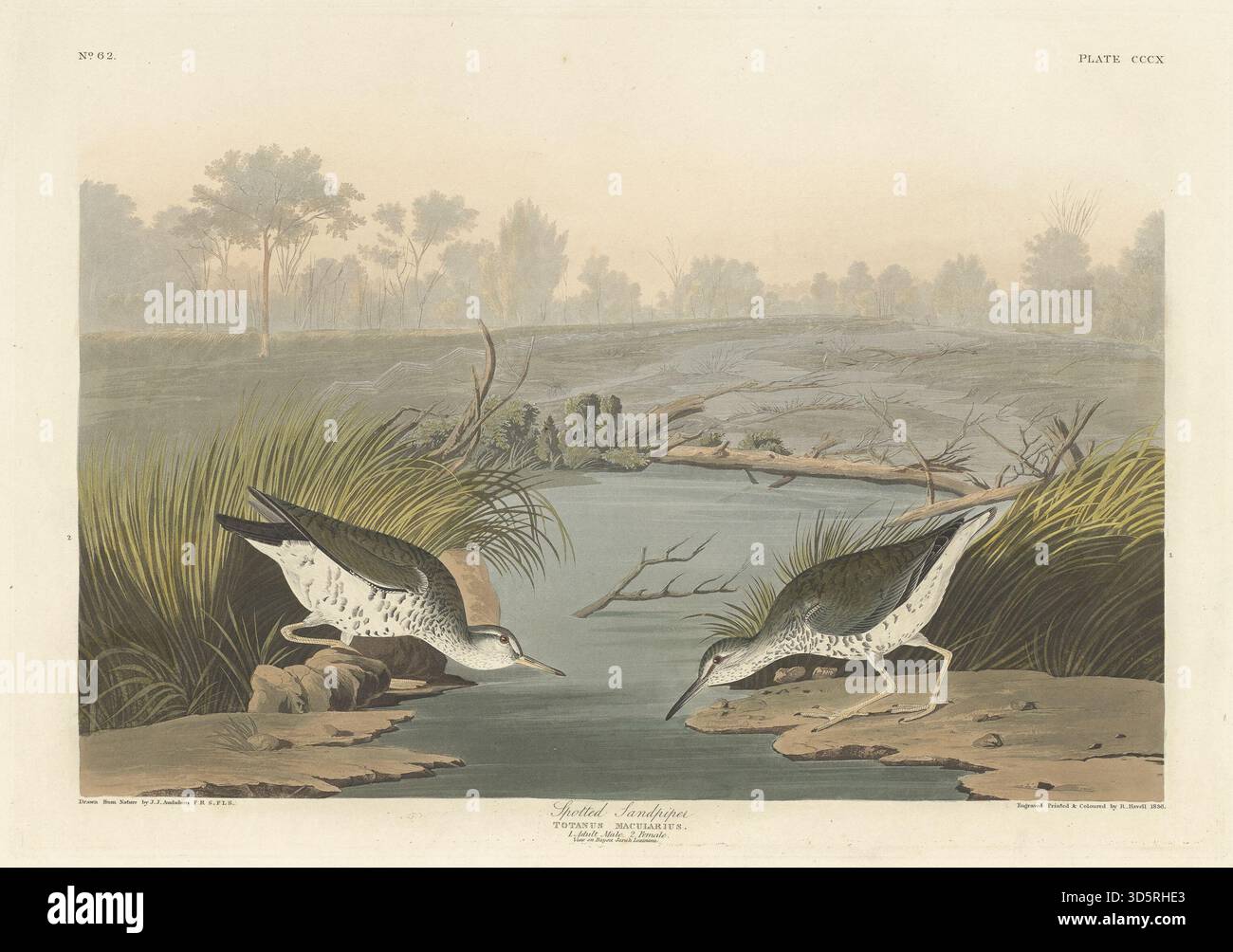 A 1836 illustration by Robert Havell after John James Audubon depicting ...
