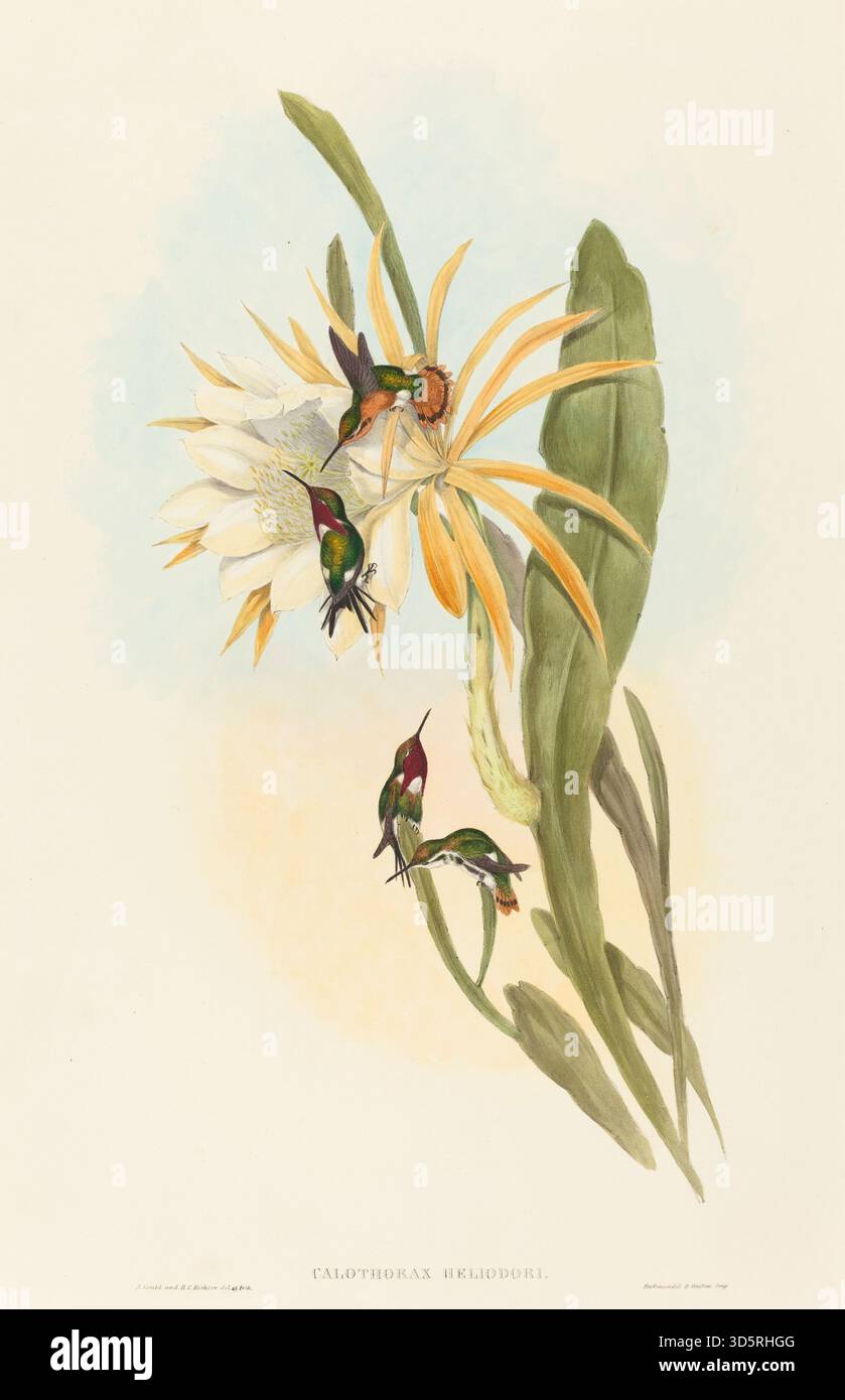 Calothorax heliodori is a species of hummingbird illustrated by John ...