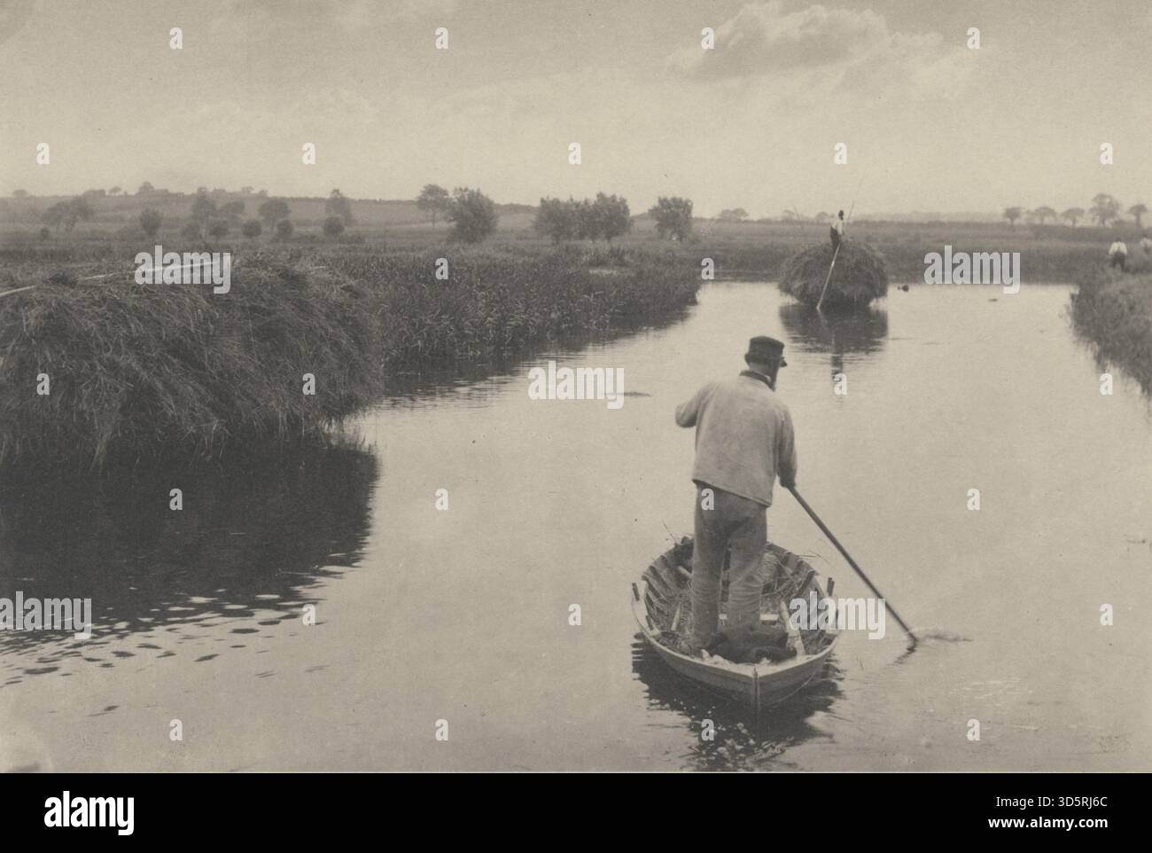 A black and white photograph depicting laborers cutting and bundling ...