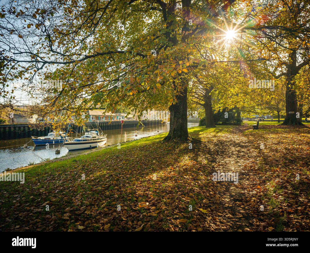 Totnes, UK. 17 November 2025. Autumn sun and leaf colour in Totnes in ...