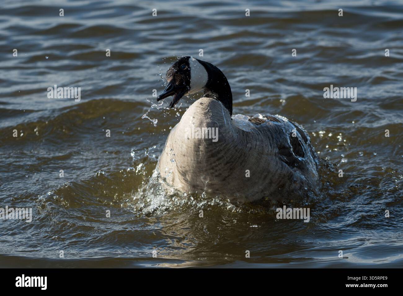 Canada goose splashing water on themselves at Eldridge Park in New York ...
