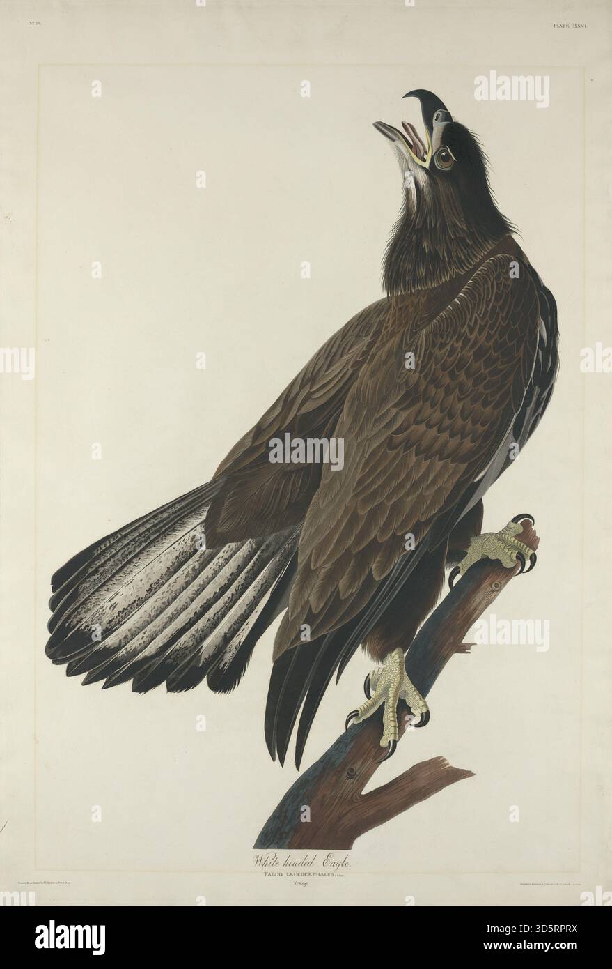 This 1832 print by Robert Havell after John James Audubon depicts the ...