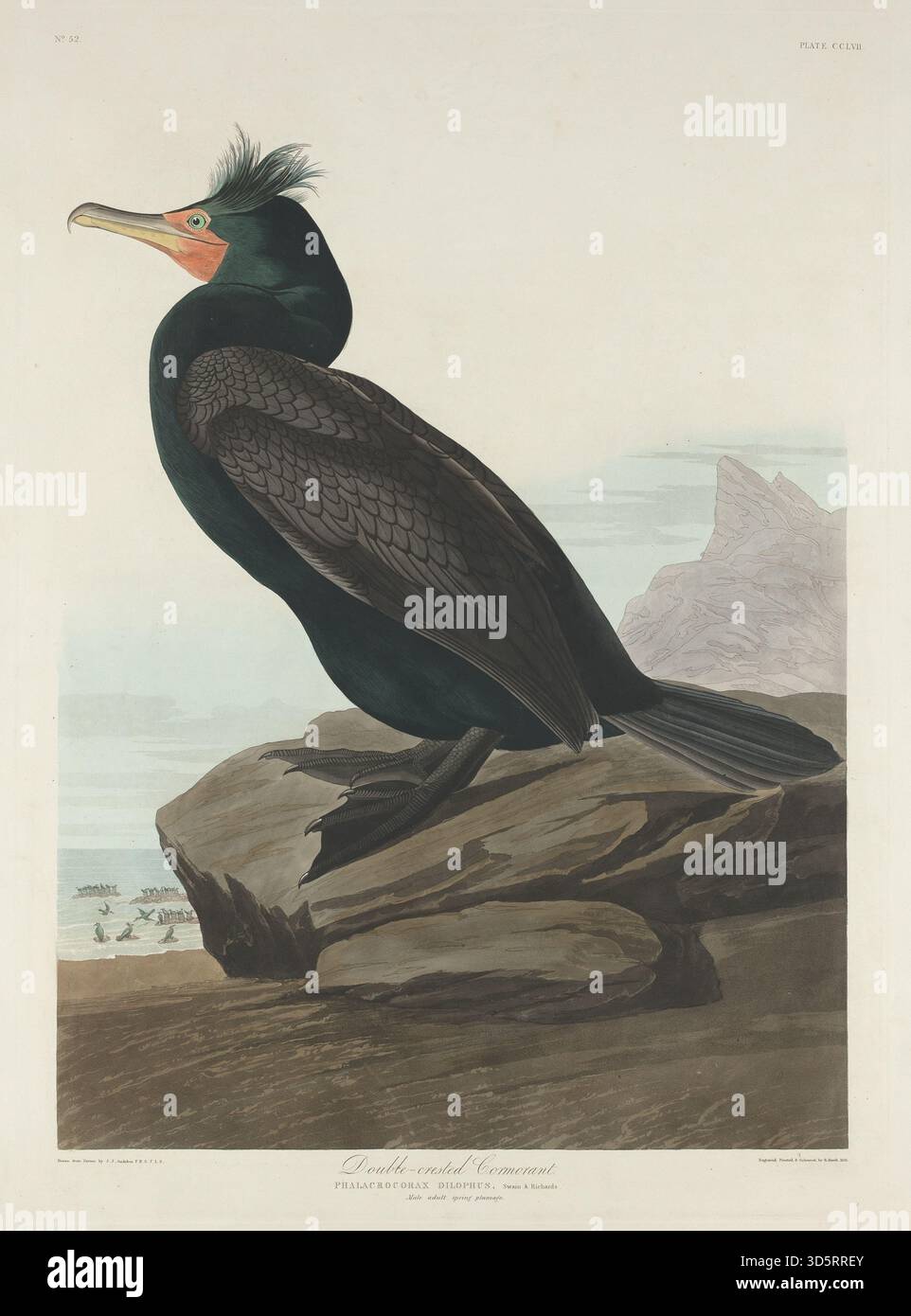 Engraving by Robert Havell after John James Audubon depicting the ...