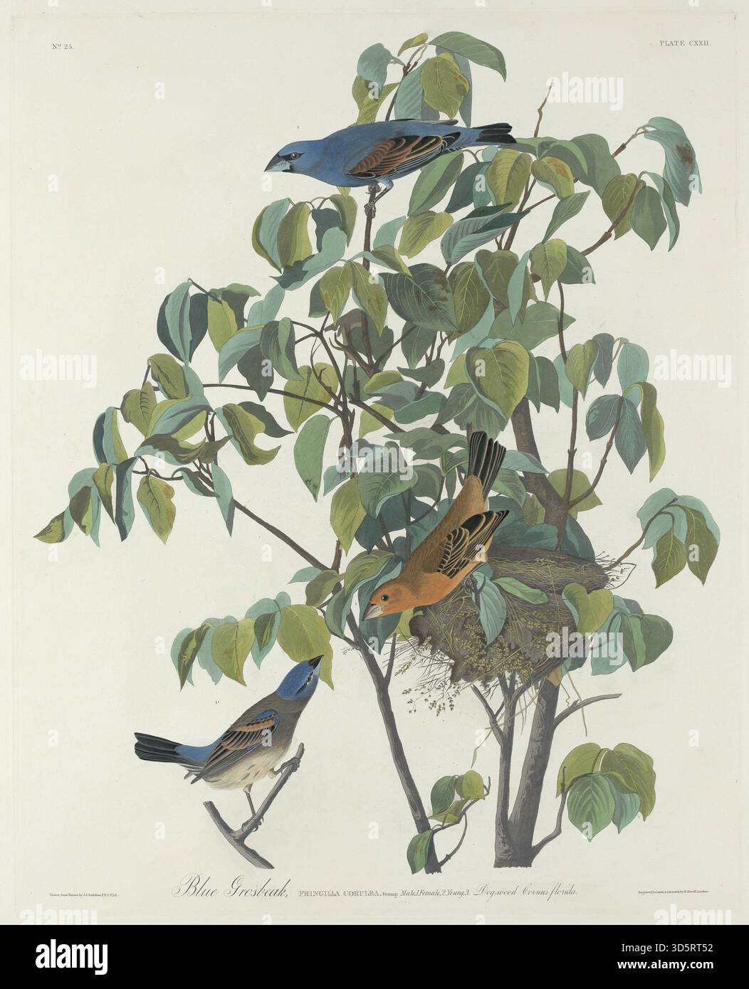 This 1831 illustration by Robert Havell after John James Audubon ...