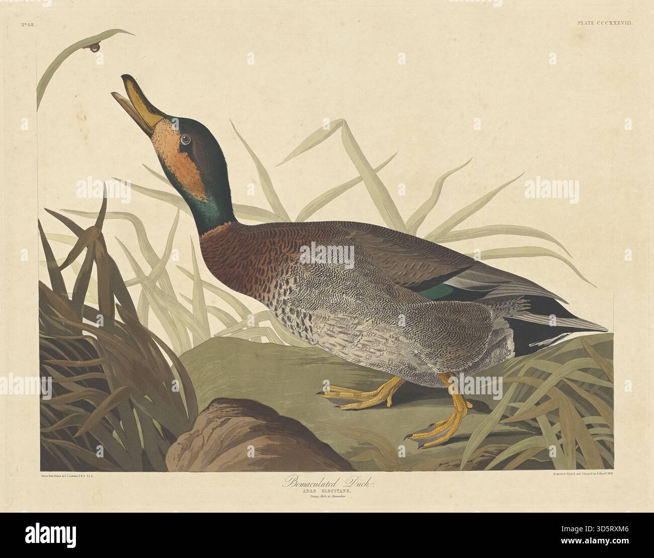 A 1836 illustration by Robert Havell after John James Audubon depicting ...