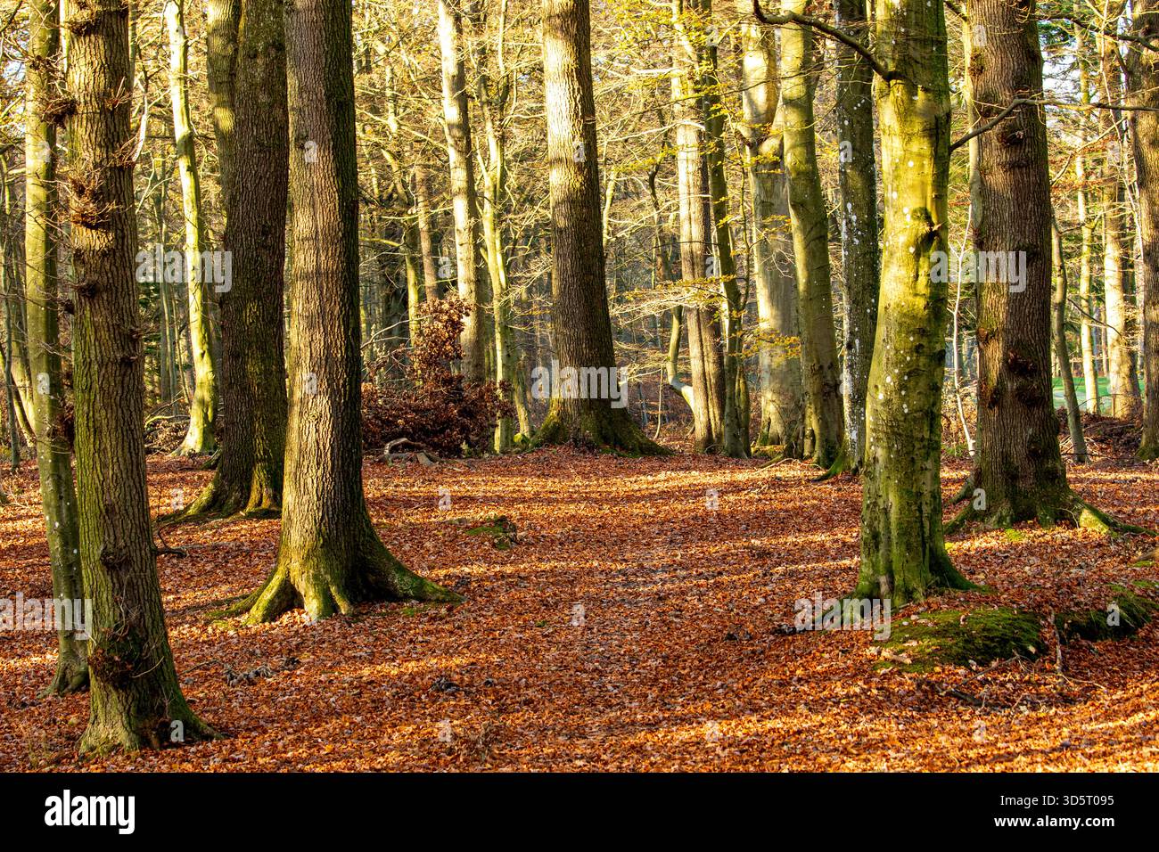 Dundee, Tayside, Scotland, UK. 17th Nov, 2025.UK Weather: Frosty and ...