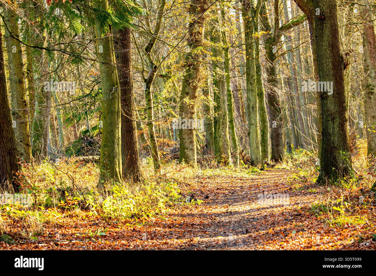 Dundee, Tayside, Scotland, UK. 17th Nov, 2025.UK Weather: Frosty and ...