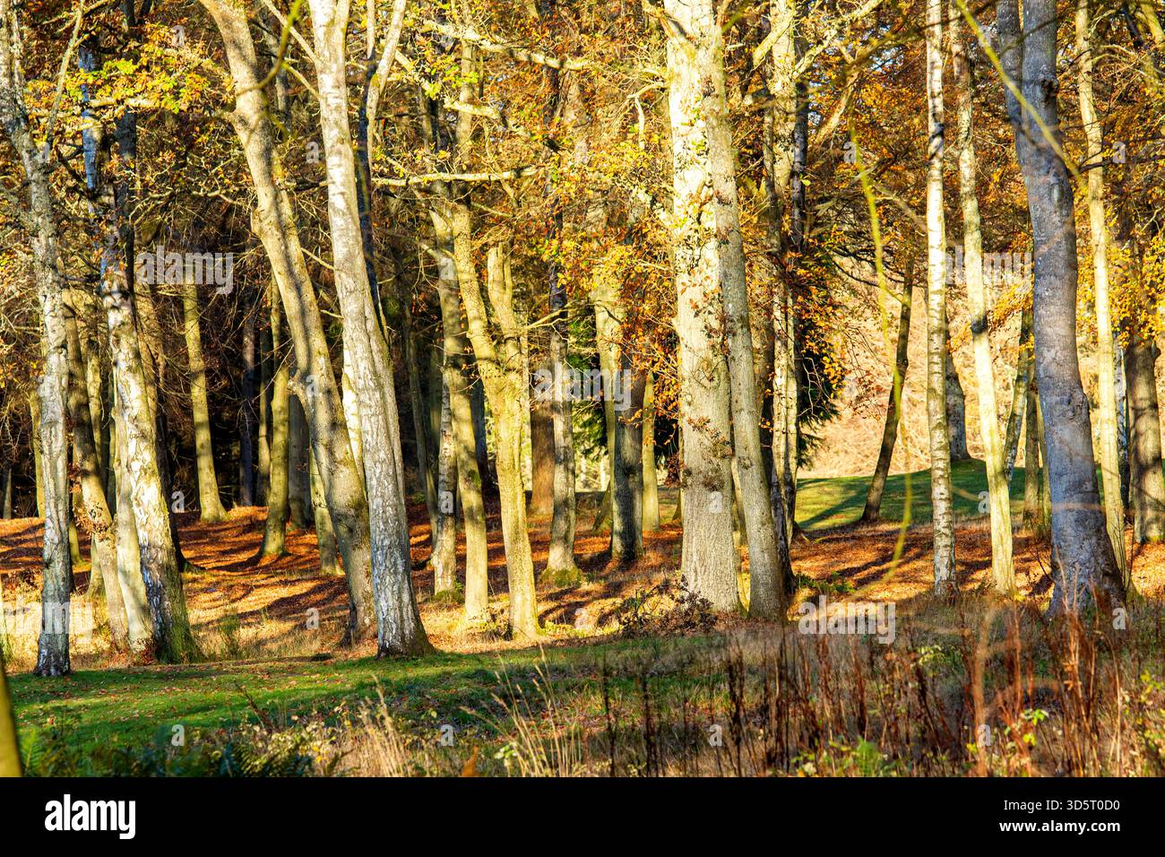 Dundee, Tayside, Scotland, UK. 17th Nov, 2025.UK Weather: Frosty and ...