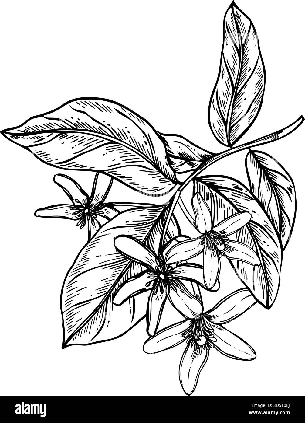 Orange leaf branch line Cut Out Stock Images & Pictures - Alamy