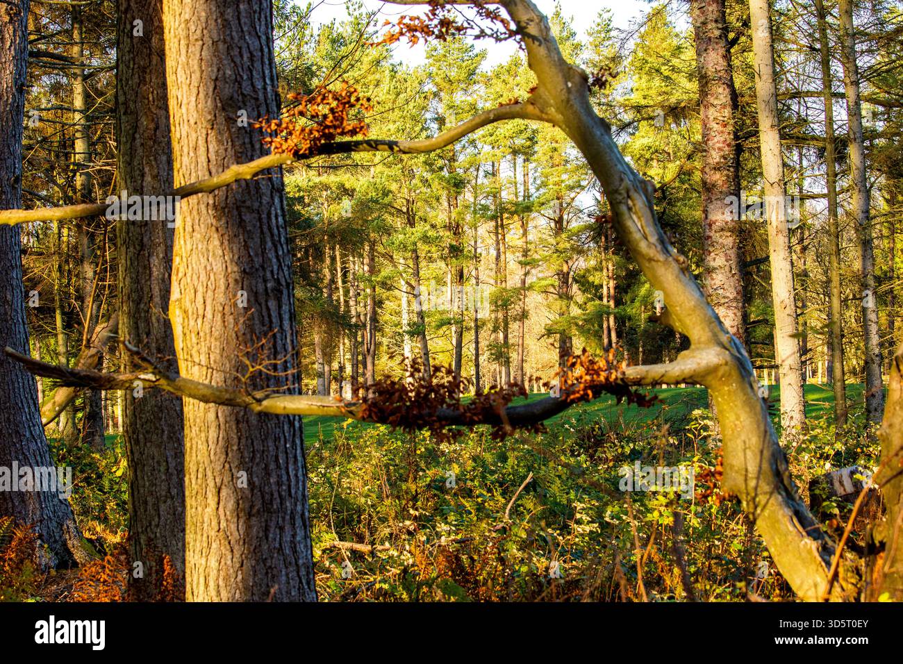 Dundee, Tayside, Scotland, UK. 17th Nov, 2025.UK Weather: Frosty and ...