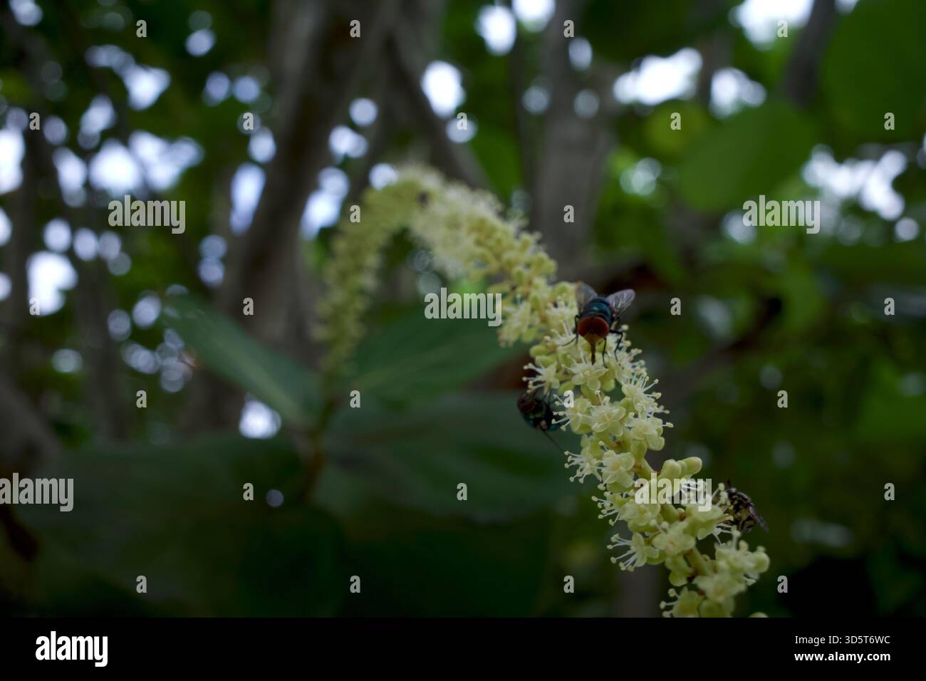 Green sea grape flowers and bees, known scientifically as Coccoloba ...