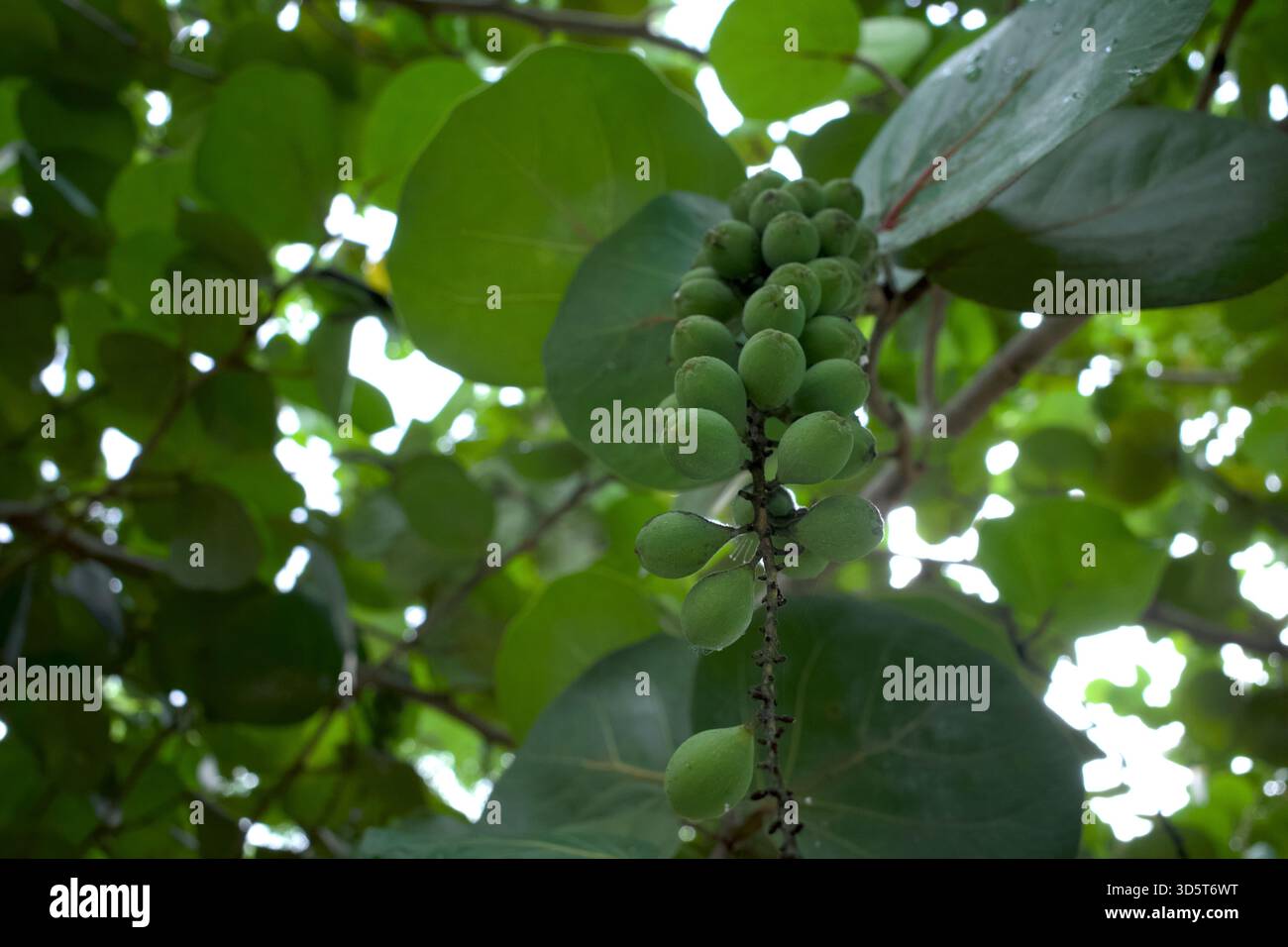 Green sea grape fruits and leaves, known scientifically as Coccoloba ...