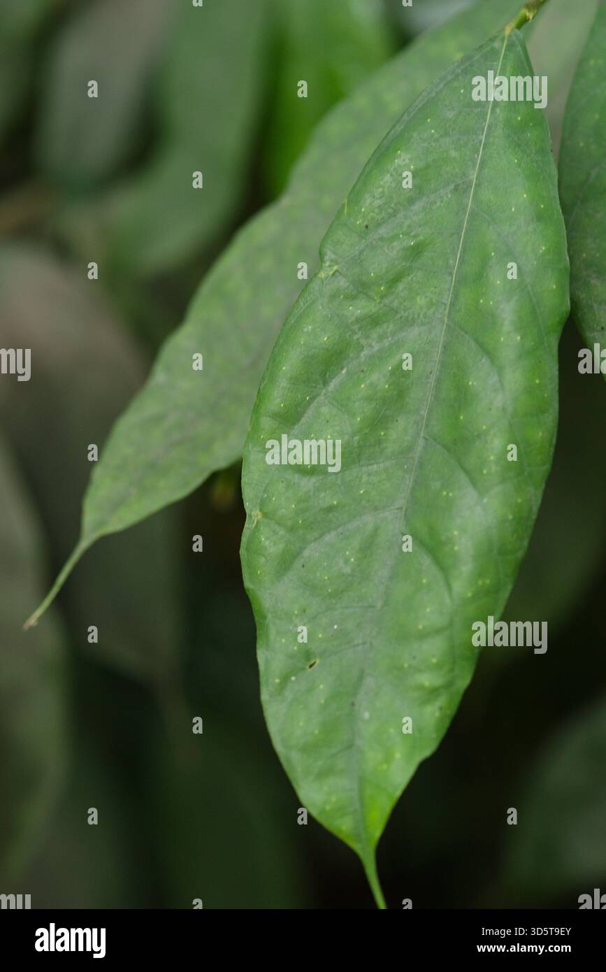 Green leaf of Procris repens with visible veins and smooth natural ...