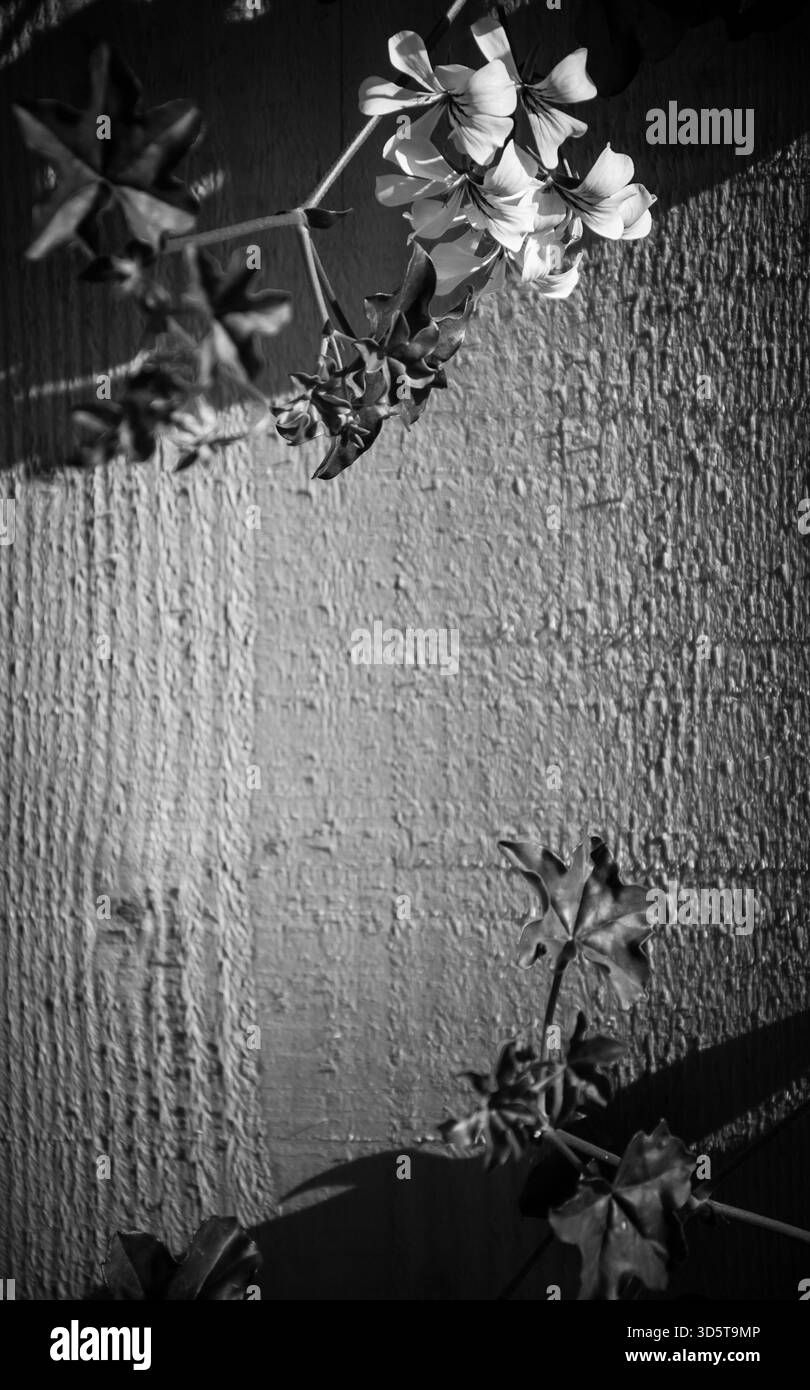 Funeral card design Black and White Stock Photos & Images - Alamy