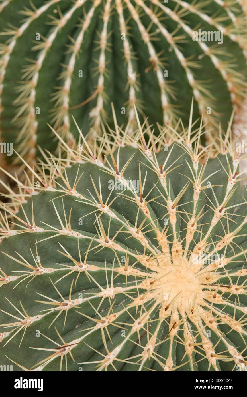 Large, ribbed cactus from central-eastern Mexico, covered in strong ...
