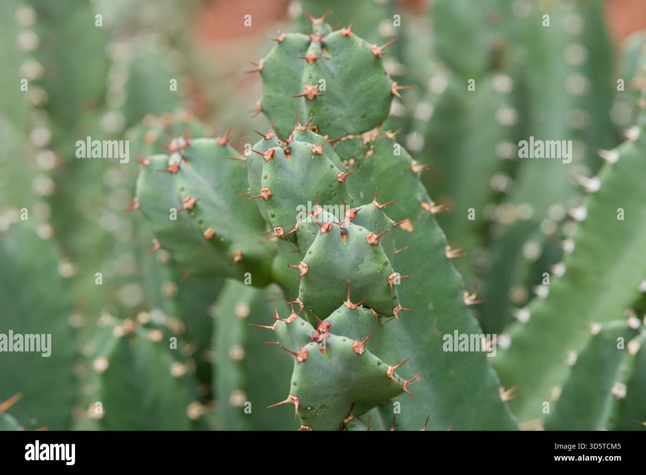 Moroccan succulent with four-angled spiny stems forming dense clumps ...