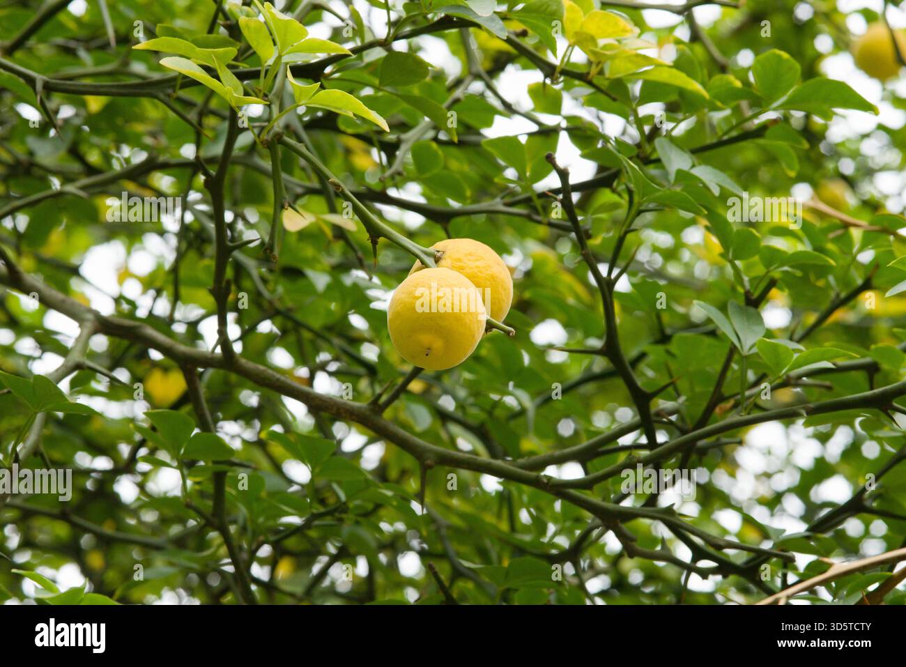 Thorny deciduous shrub with trifoliate leaves and small yellow fruits ...