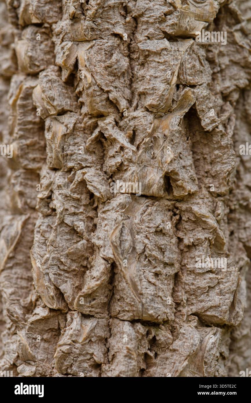 Southern African tree with thick rough bark and deeply lobed leaves ...