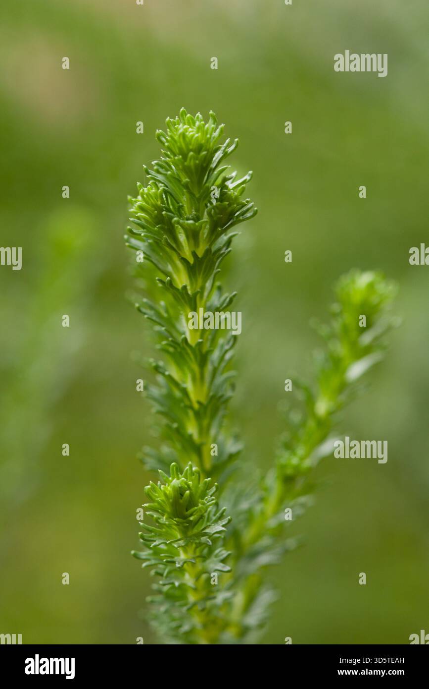 Evergreen South African shrub with fine needle-like leaves and bright ...