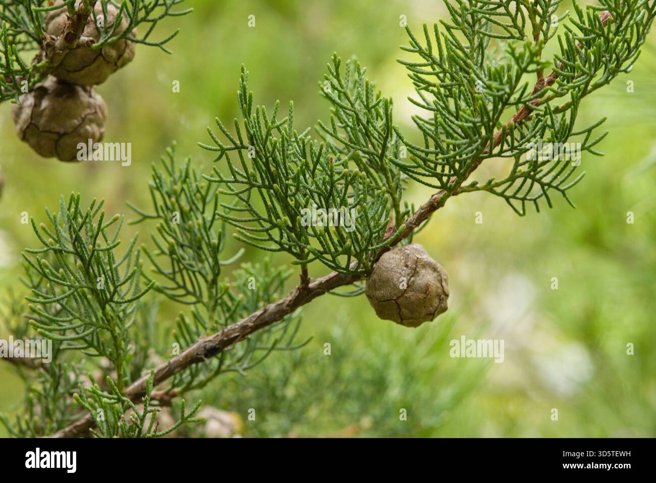 Horizontal form of Mediterranean cypress with spreading branches and ...