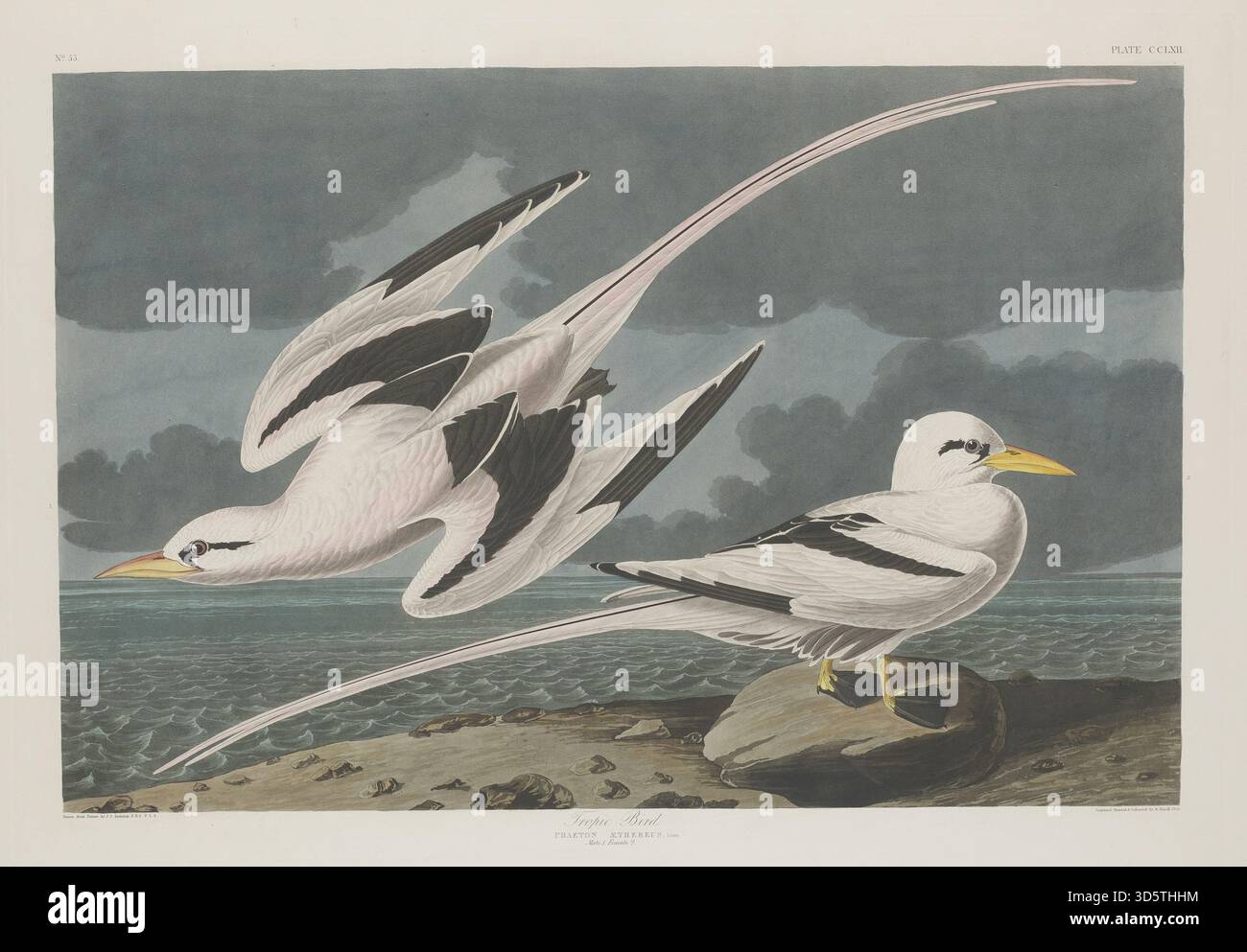 An 1835 print by Robert Havell after John James Audubon showing the ...