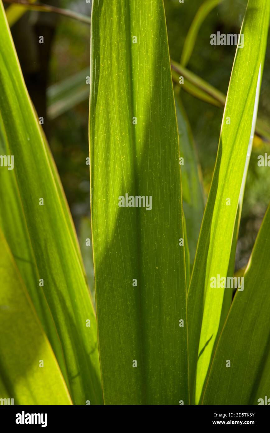 Australian giant rosette plant with long sword-like leaves and huge ...