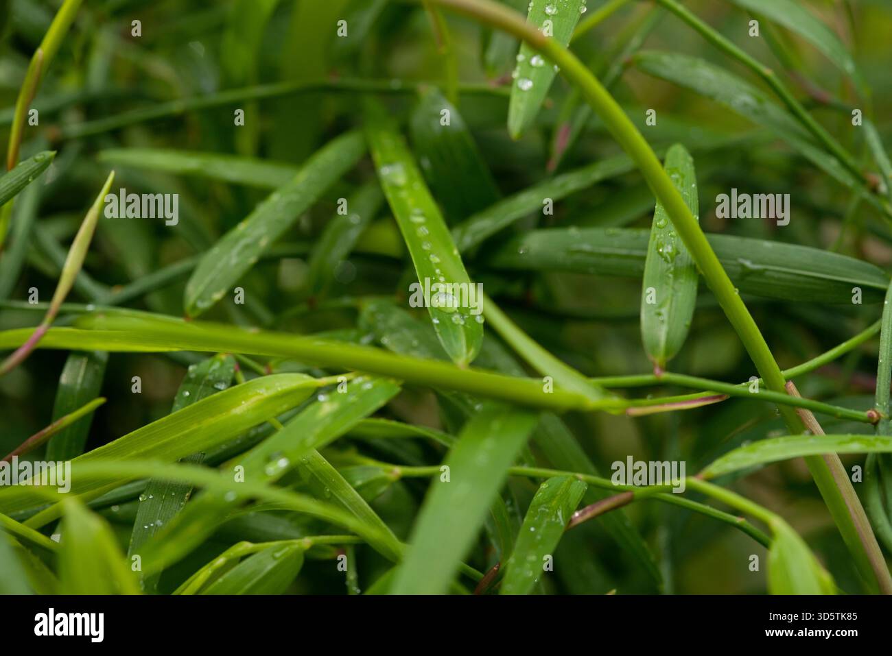 Climbing Australian vine with slender grass-like leaves and small ...