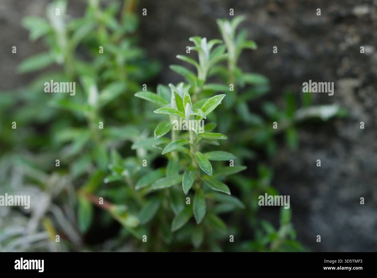 Mat forming groundcover hi-res stock photography and images - Alamy