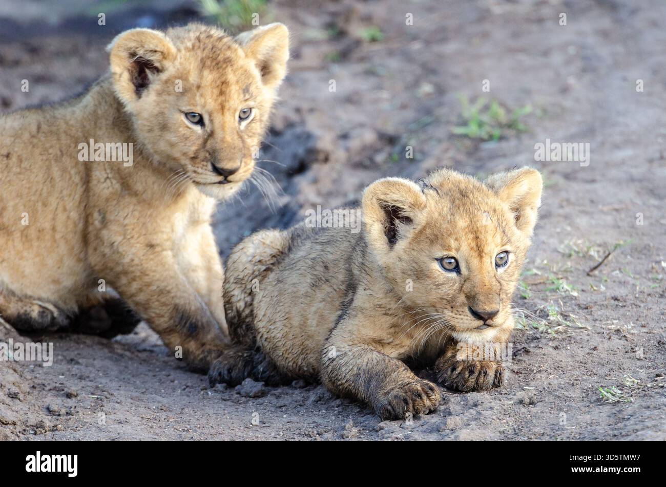Lion Cubs (Panthera leo) at Play in Tanzania, Africa Stock Photo - Alamy