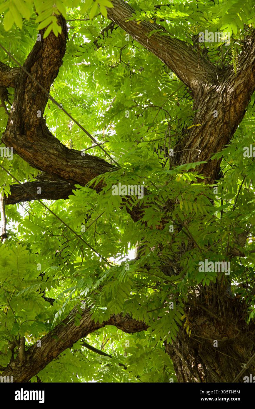 Large deciduous tree with wide-spreading branches and pinnate leaves ...