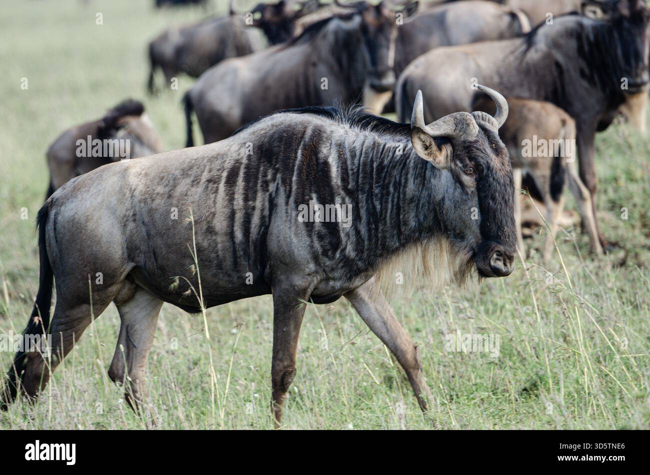 Blue Wildebeest (Connochaetes taurinus) is a large antelope that ...