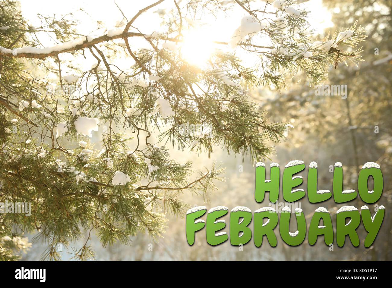 Hello February winter time card with snowy forest Stock Photo - Alamy