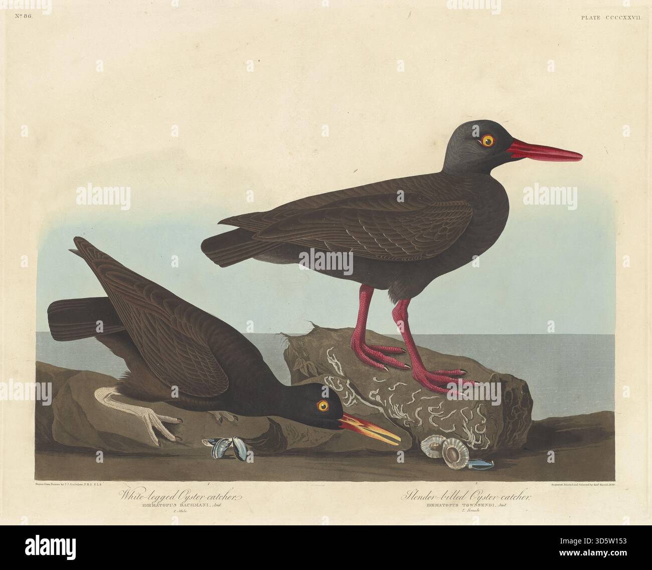This 1838 print by Robert Havell after John James Audubon depicts the ...