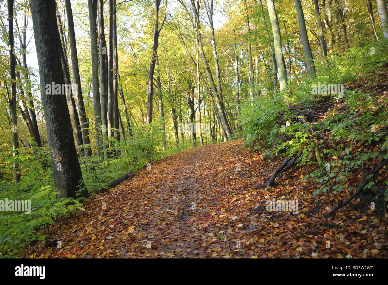 Path through lush forest hi-res stock photography and images - Alamy