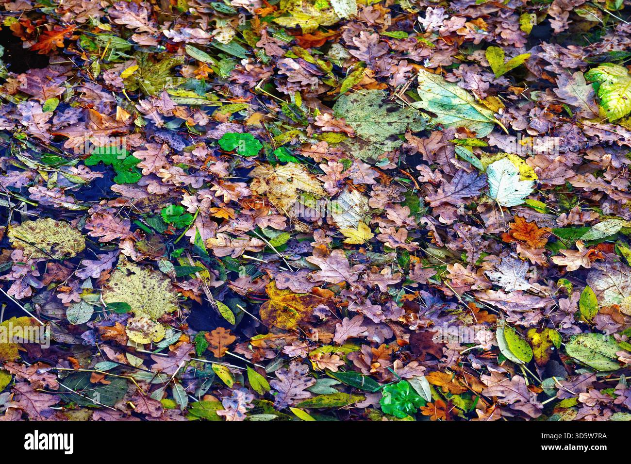 Close up of a mass of autumn leaves in various colours forming patterns ...