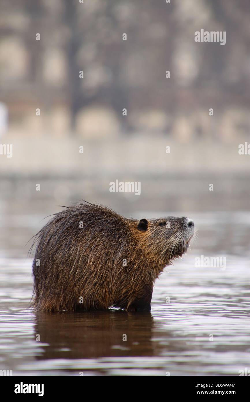 Wild nutria in center of Prague. It lives near the Vltava river. At ...