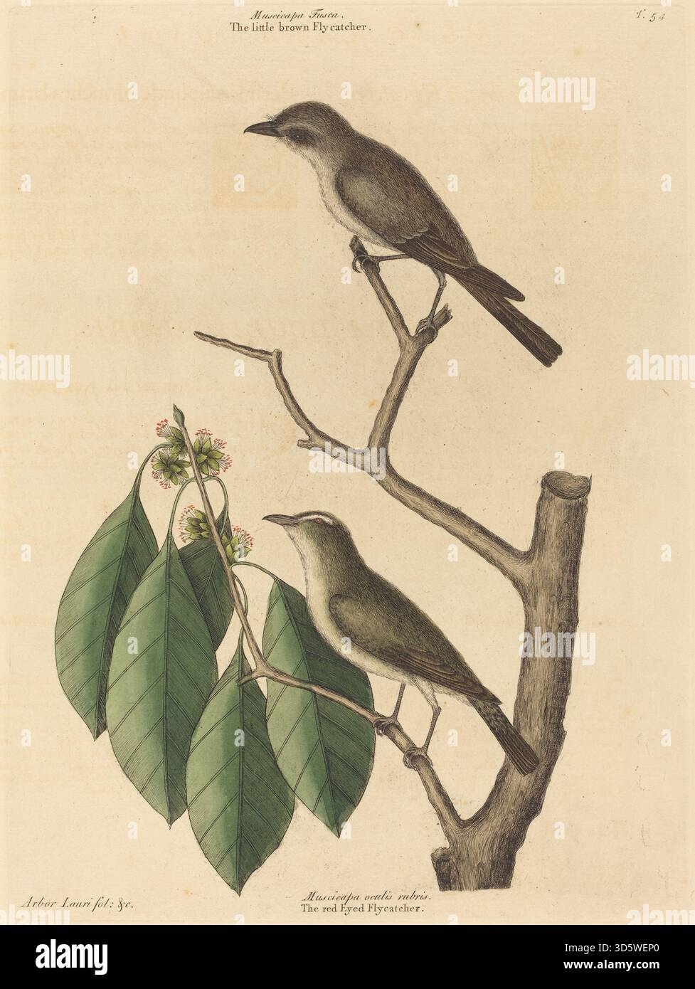 An illustration of the Little Brown Flycatcher by Mark Catesby ...