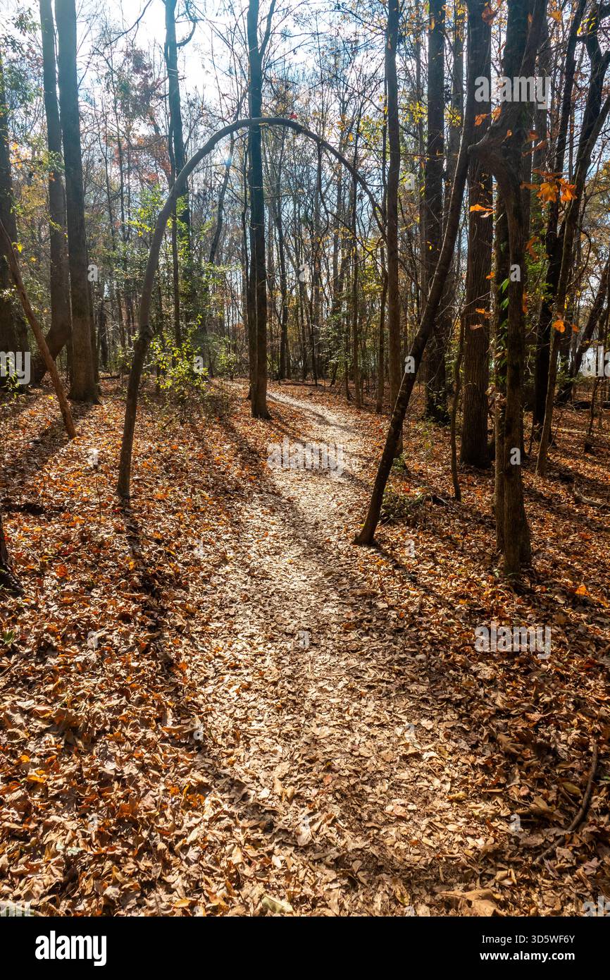 Sunlight creates a symmetrical shadow on a hiking trail in autumn Stock ...
