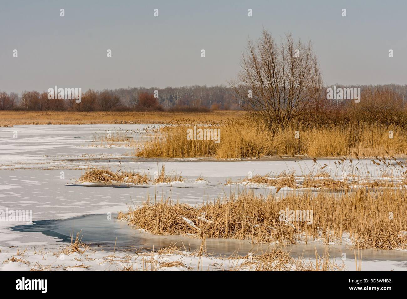 A frozen marsh with golden reeds piercing the ice under a pale winter ...
