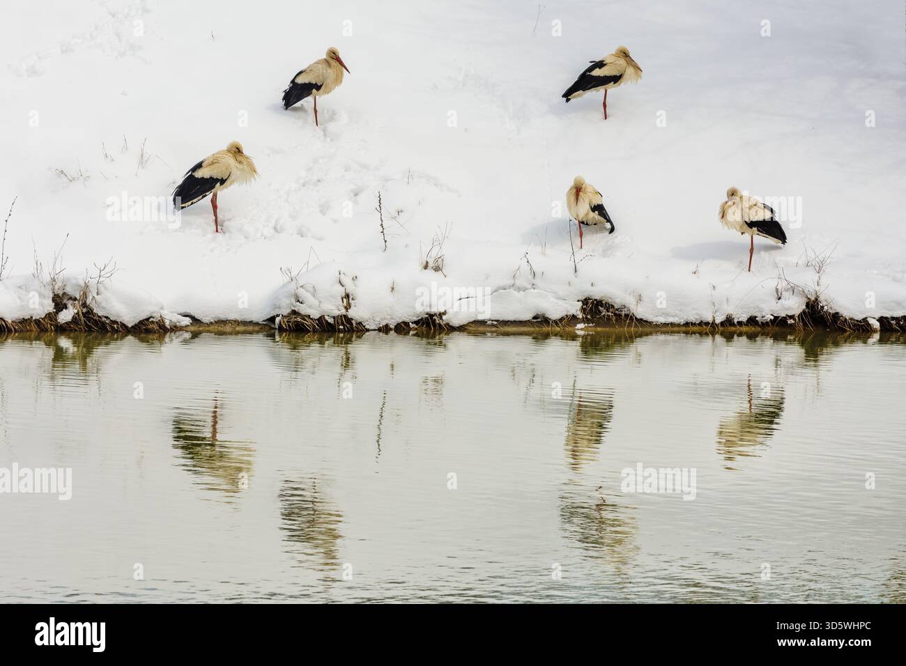 Five storks stand on one leg by a snowy riverbank, their reflections ...