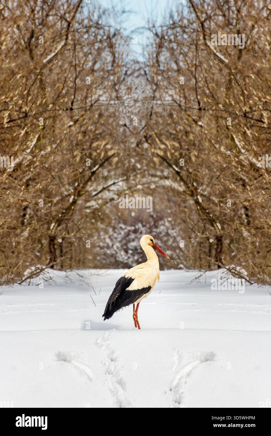 A white stork stands in snow, framed by leafless trees forming a tunnel ...