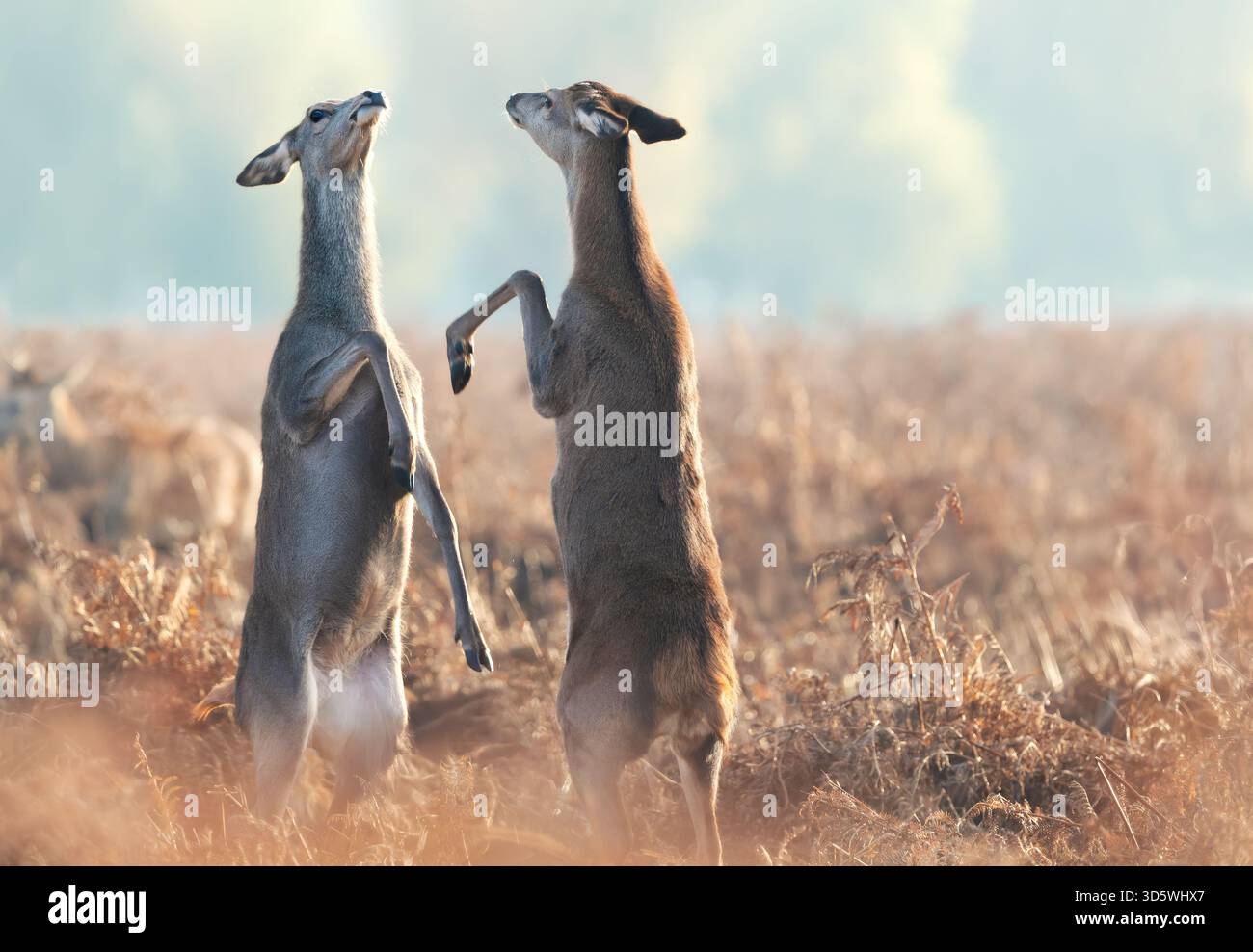 Two female wild Red deer hinds (Cervus elaphus) standing on their hind ...