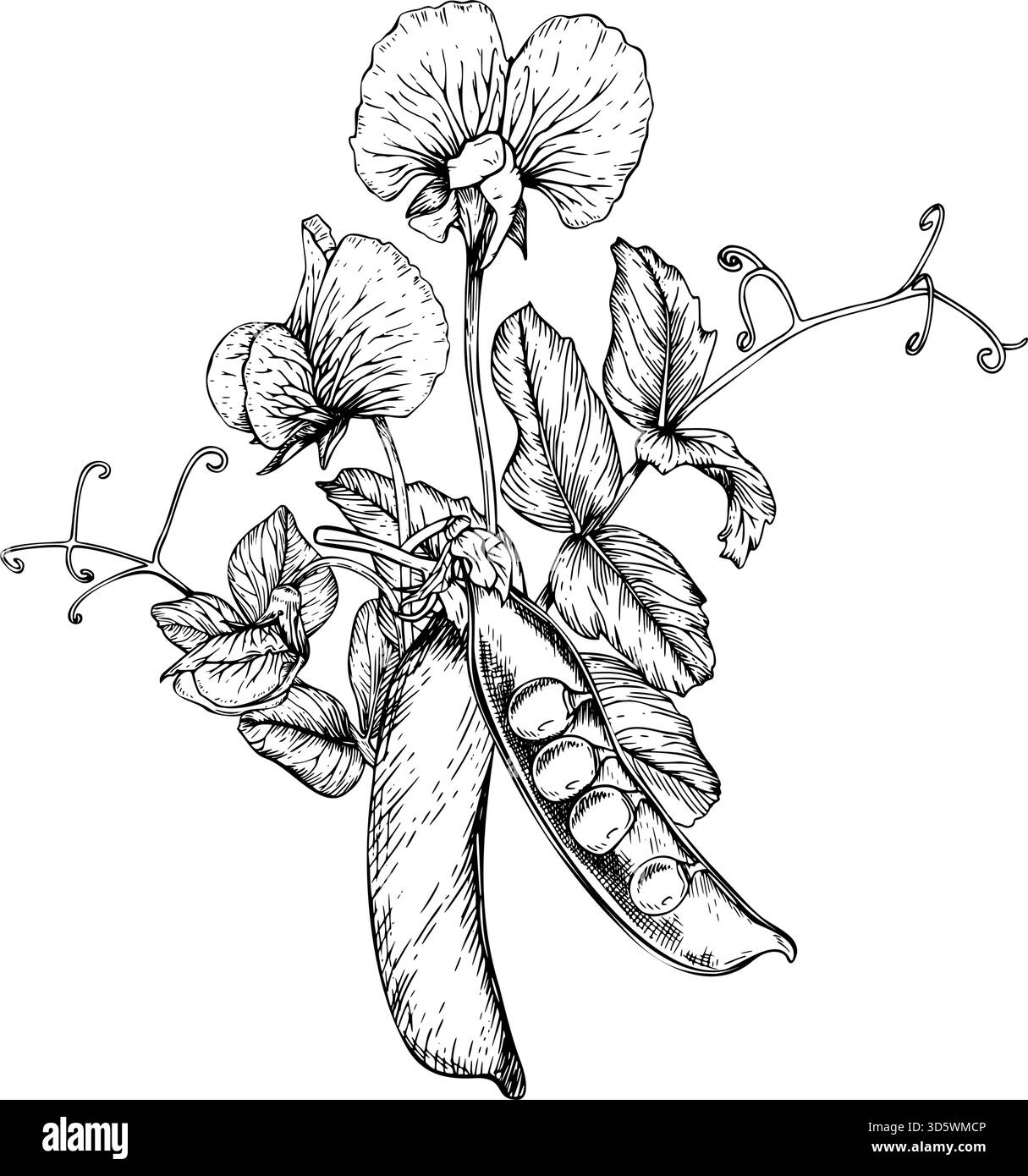 Peas plant flower Black and White Stock Photos & Images - Alamy