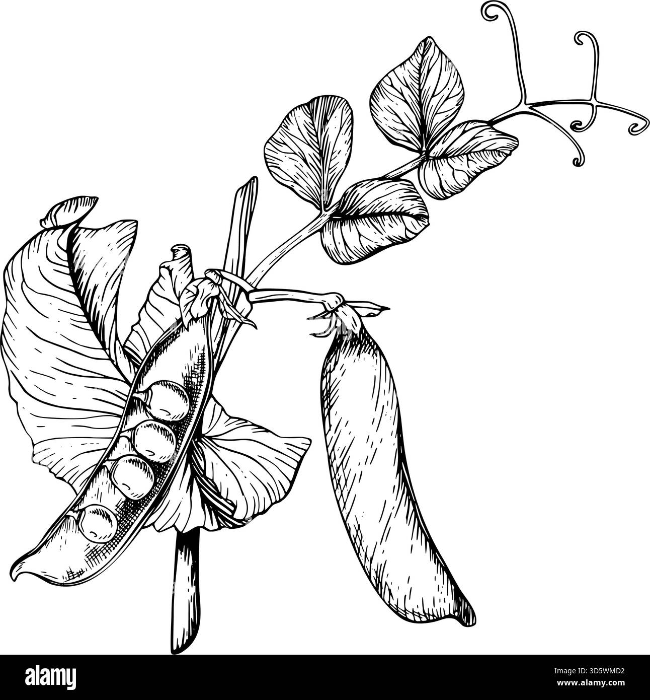 Pods leaves Black and White Stock Photos & Images - Alamy