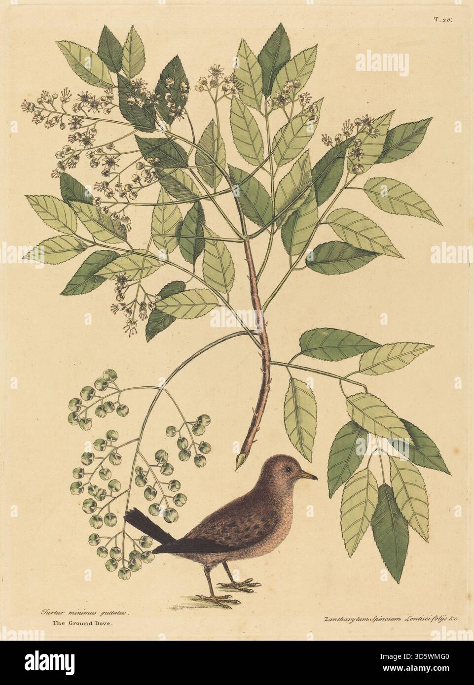 This 1731–1743 illustration of the Ground Dove (Columba passerina) by ...