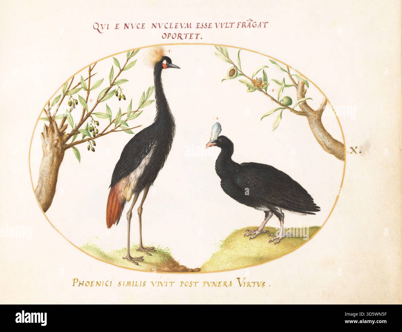 This c. 1575–1580 Plate X by Joris Hoefnagel depicts birds and ...