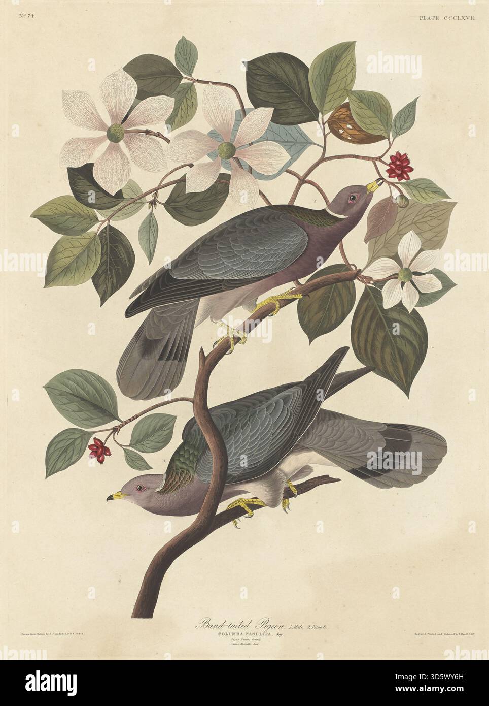 This 1837 work by Robert Havell after John James Audubon depicts the ...